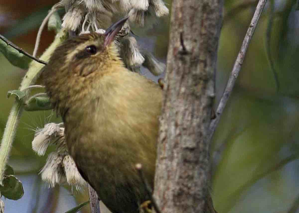 Cranioleuca obsoleta - Reserva Rio das Furnas